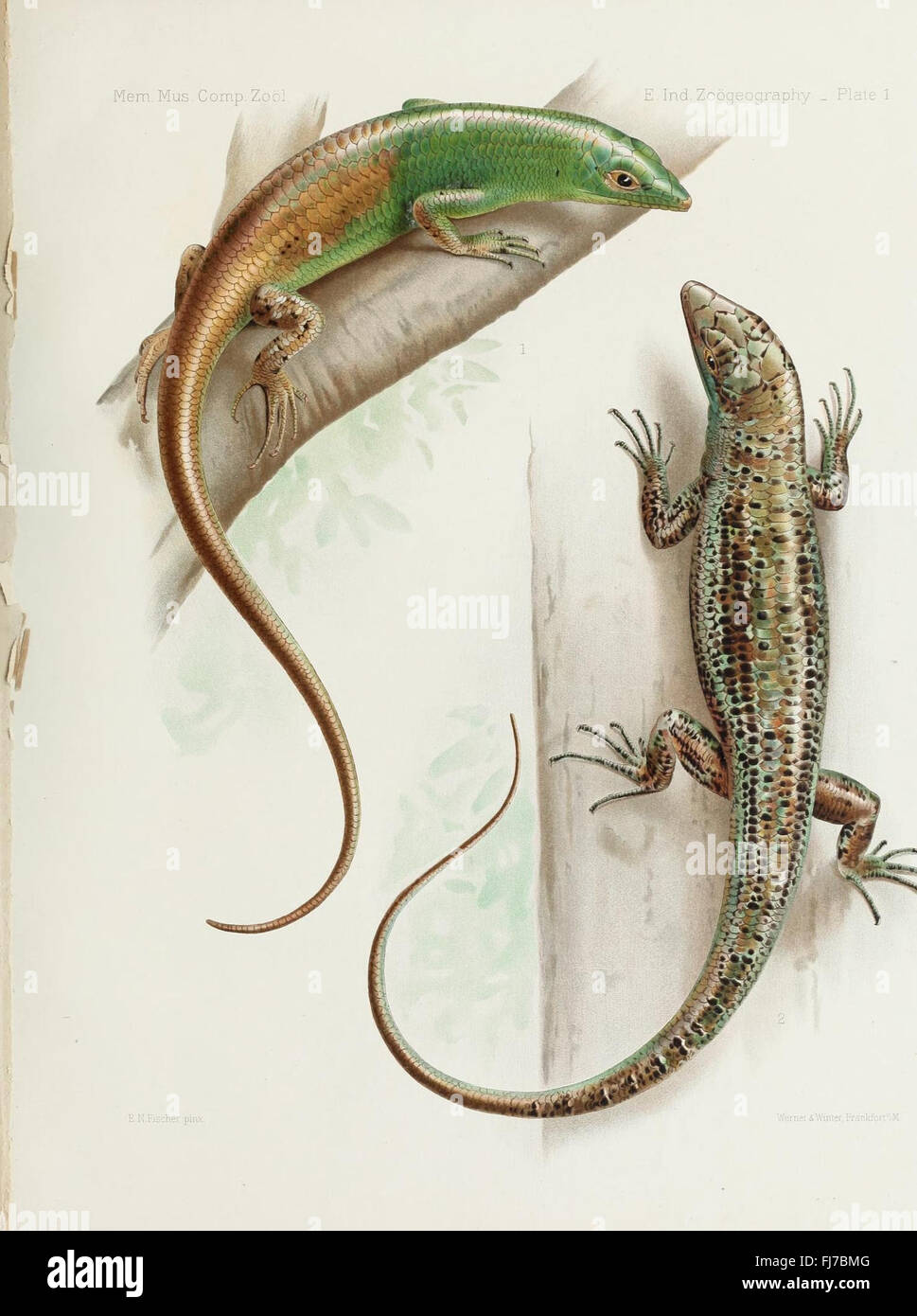 A contribution to the zoogeography of the East Indian islands: A study ...