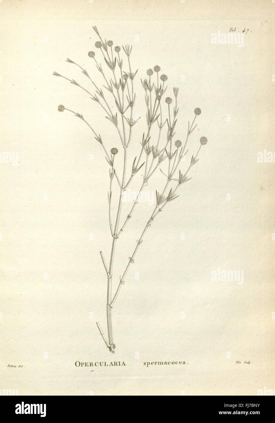 A botanical specimen illustration of Australian plants, showcasing ...