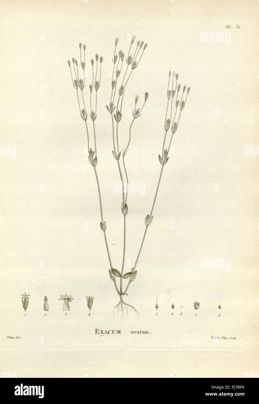 A botanical illustration from the late 18th century, depicting newly ...