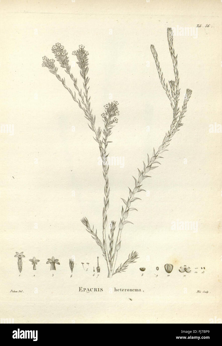 Specimen of New Holland Plants (Tab. 56), documenting Australian plant ...