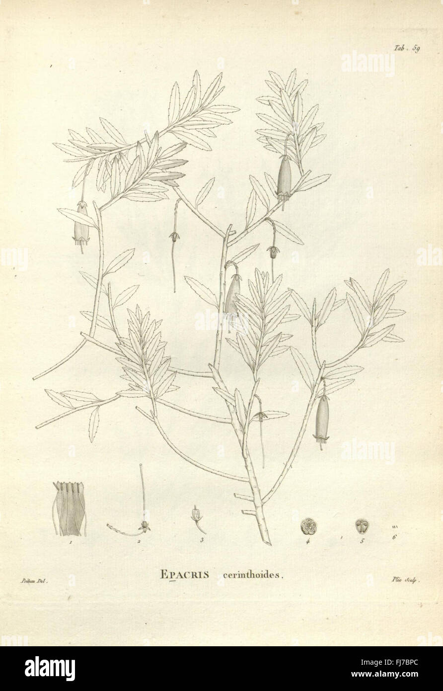 Botanical illustration of Australian plants, showcasing a variety of ...