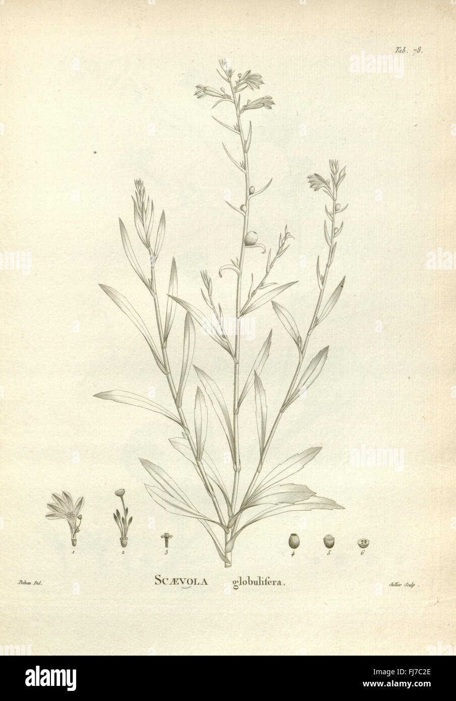 Australia, Botany, Missouri Botanical Garden, Peter H. Raven Library ...