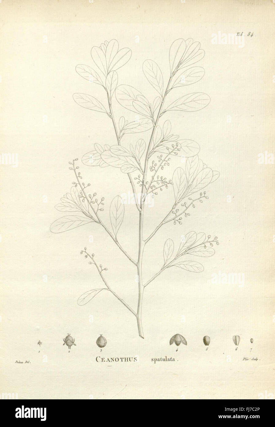 An illustration from the 'Specimen of the Plants of New Holland ...