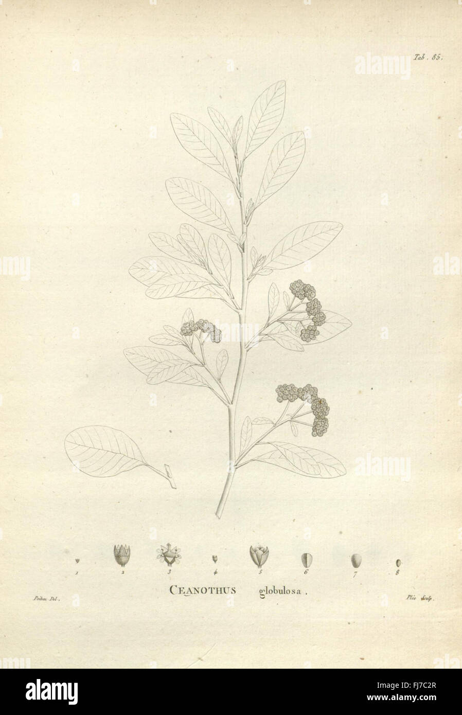 Novae Hollandiæ Plantarum Specimen (Tab. 85) - A botanical work on the ...