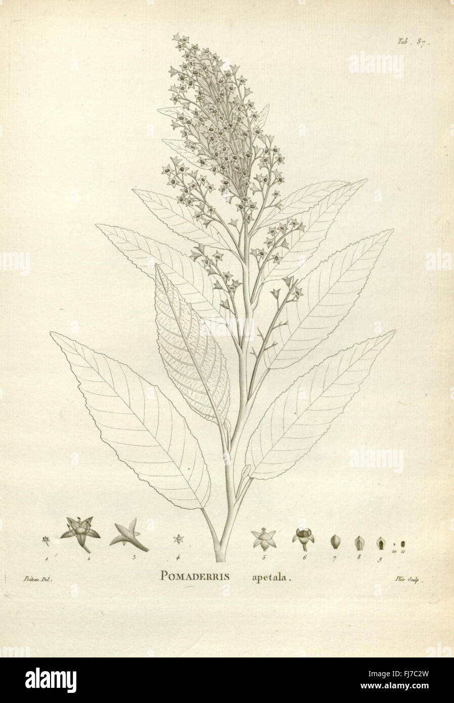 Botanical specimen from Australia with a focus on native plants ...