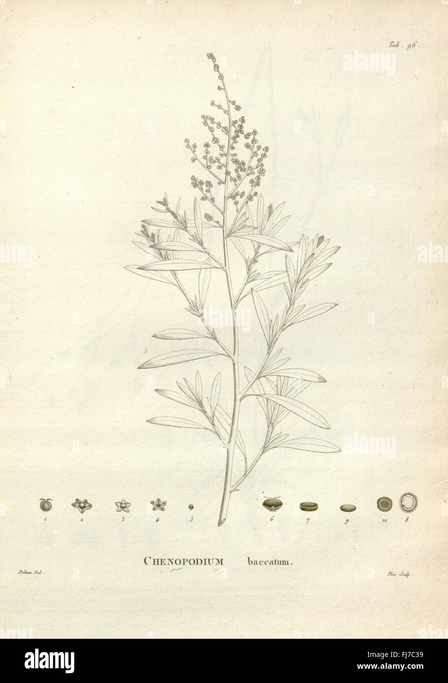 A botanical catalog of Australian plant species, documenting their ...