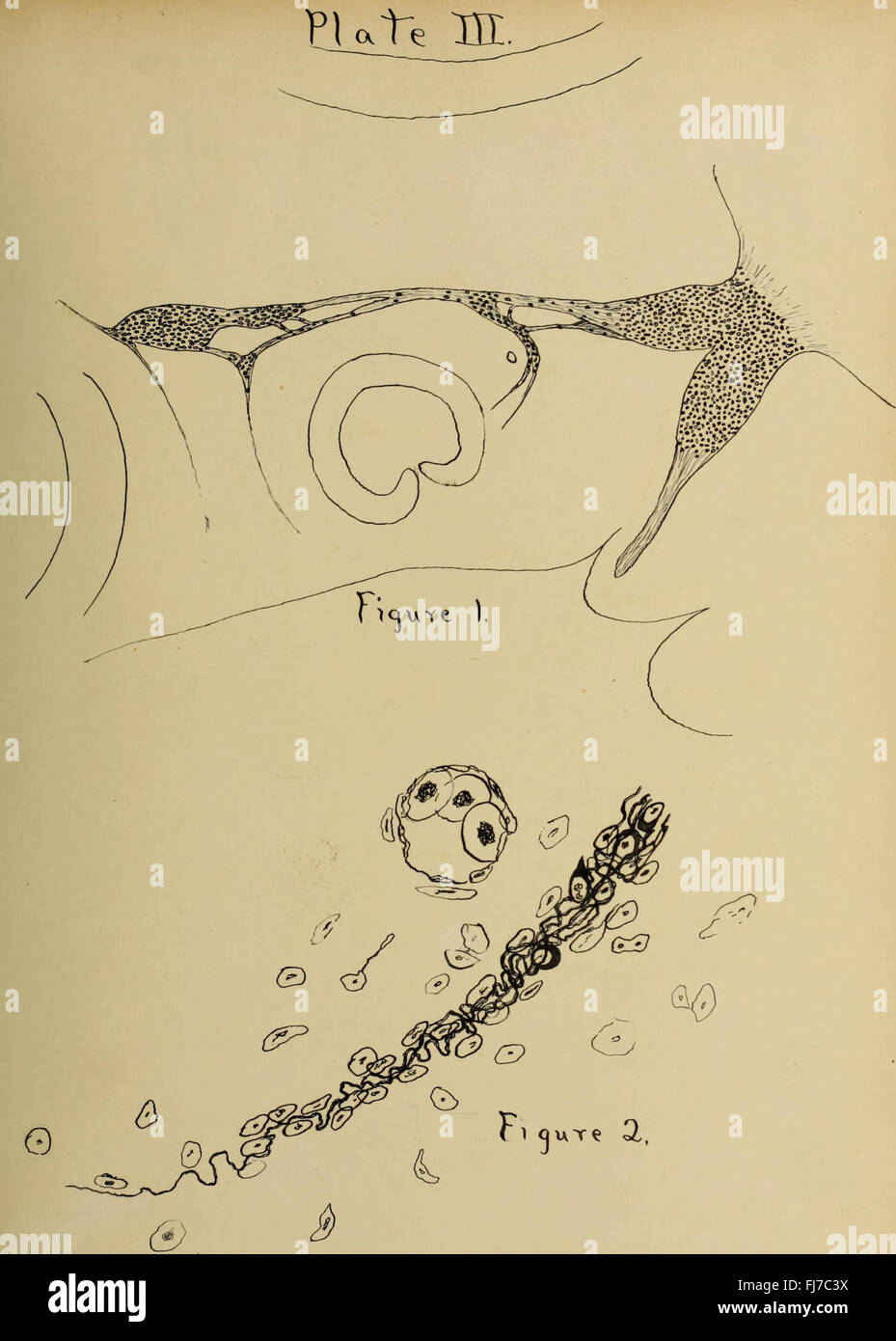 Trigeminal nerve, chick development, neurological research, nerve ...