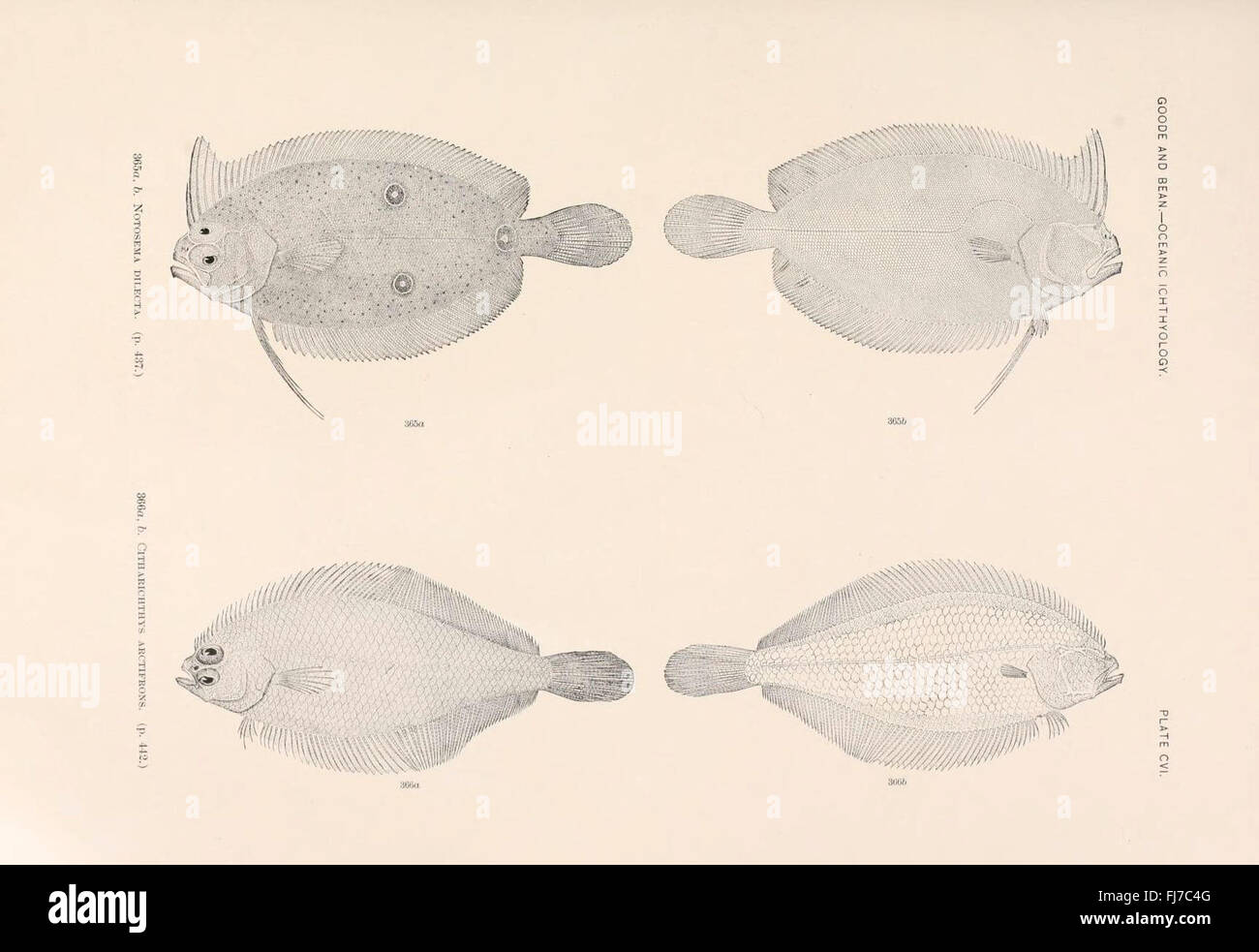 Significance in ichthyology hi-res stock photography and images - Alamy