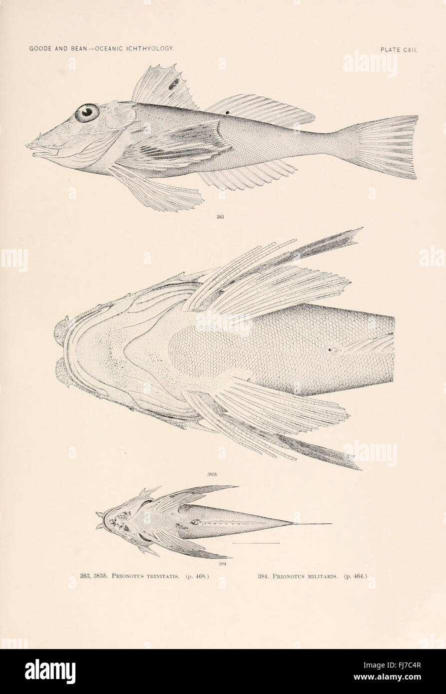 Pictorial ichthyology hi-res stock photography and images - Alamy