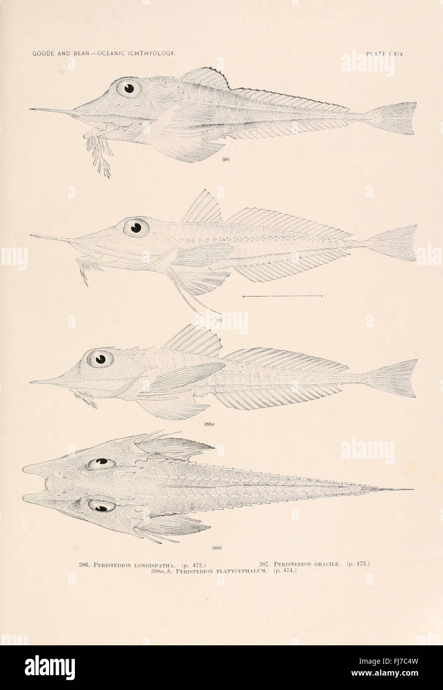 A study of deep-sea fishes in the Atlantic Ocean, focusing on pelagic ...