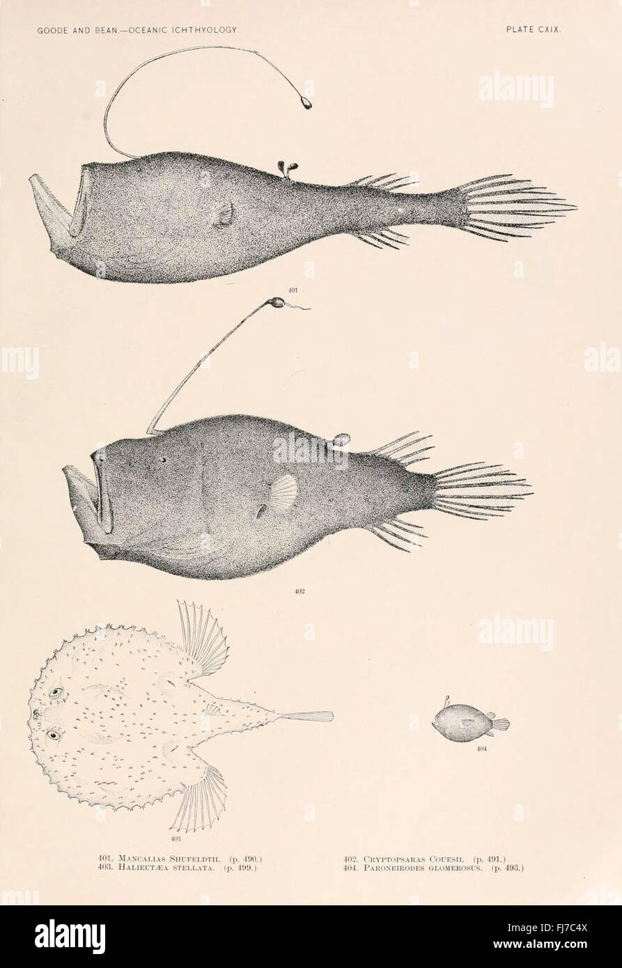 Oceanic ichthyology (Plate CXIX): A detailed study of deep-sea and ...