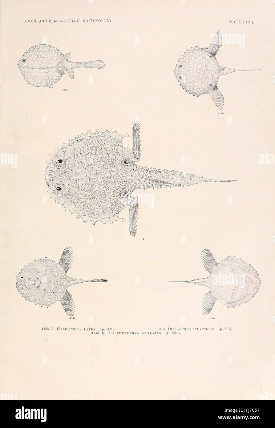Study of deep-sea fish species in the Atlantic Ocean, focusing on their ...