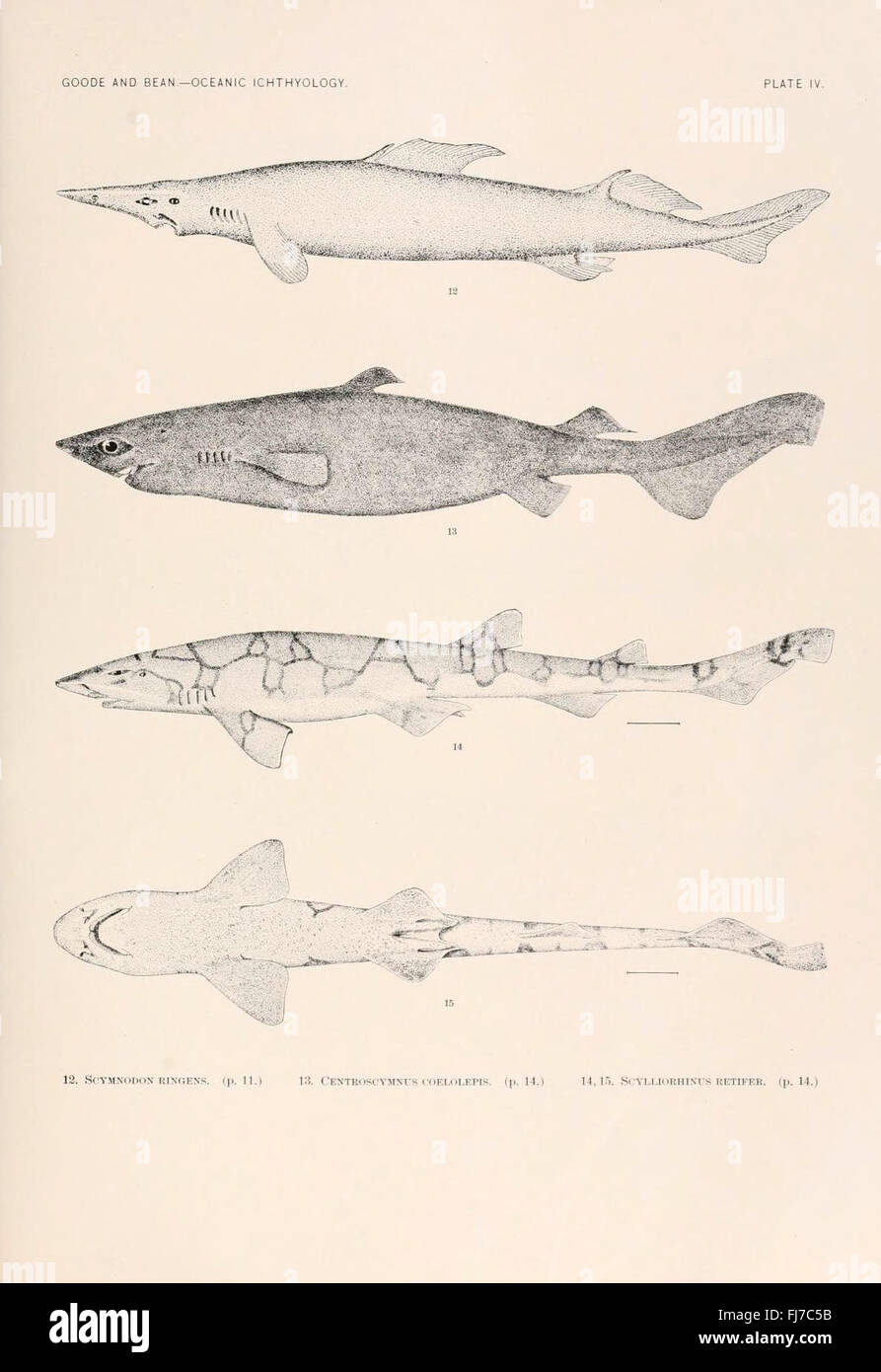 A study of deep-sea fishes from the Atlantic Ocean, illustrated with ...