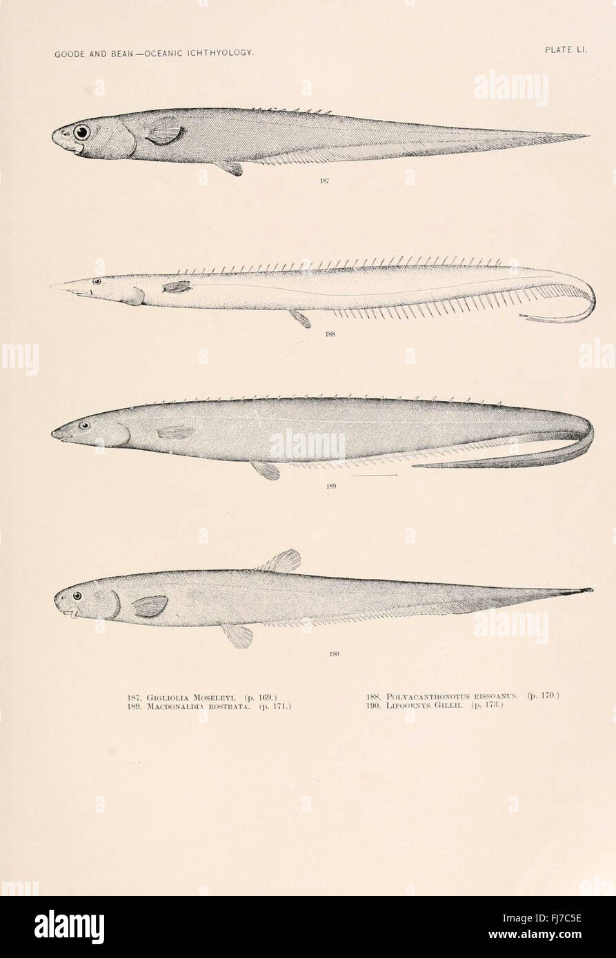 Oceanic Ichthyology, Study of Deep-Sea Fishes in the Atlantic Ocean ...