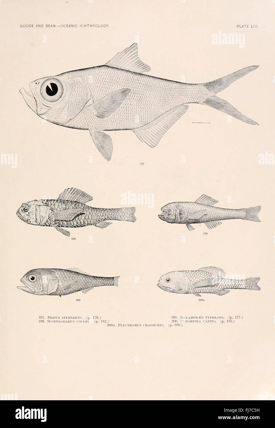 Ernst mayr library ichthyology hi-res stock photography and images - Alamy