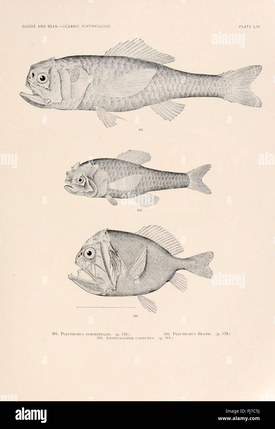 Ichthyology identification hi-res stock photography and images - Alamy