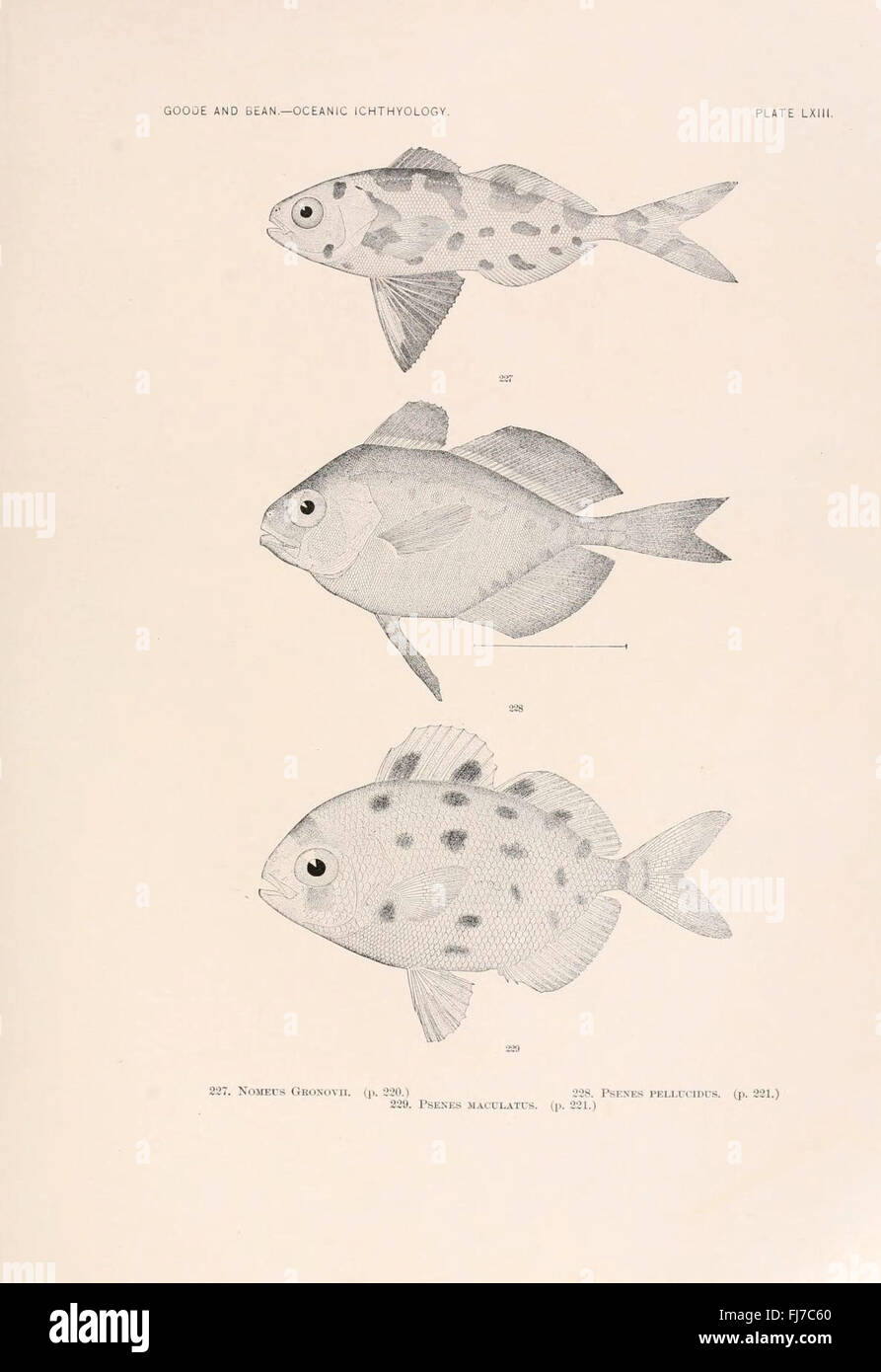 An illustration from *Oceanic Ichthyology*, showing deep-sea fish ...