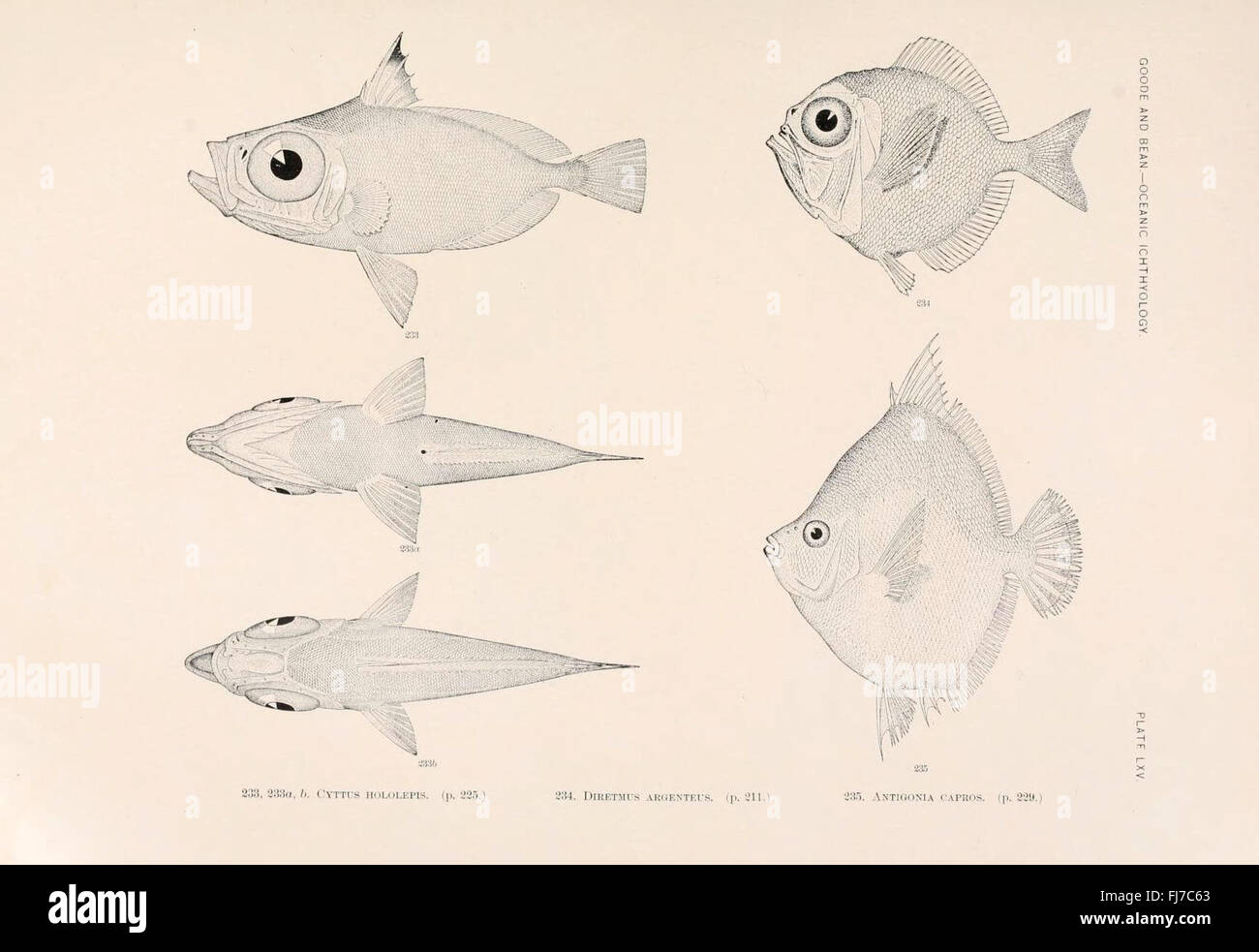 Oceanic ichthyology hi-res stock photography and images - Alamy