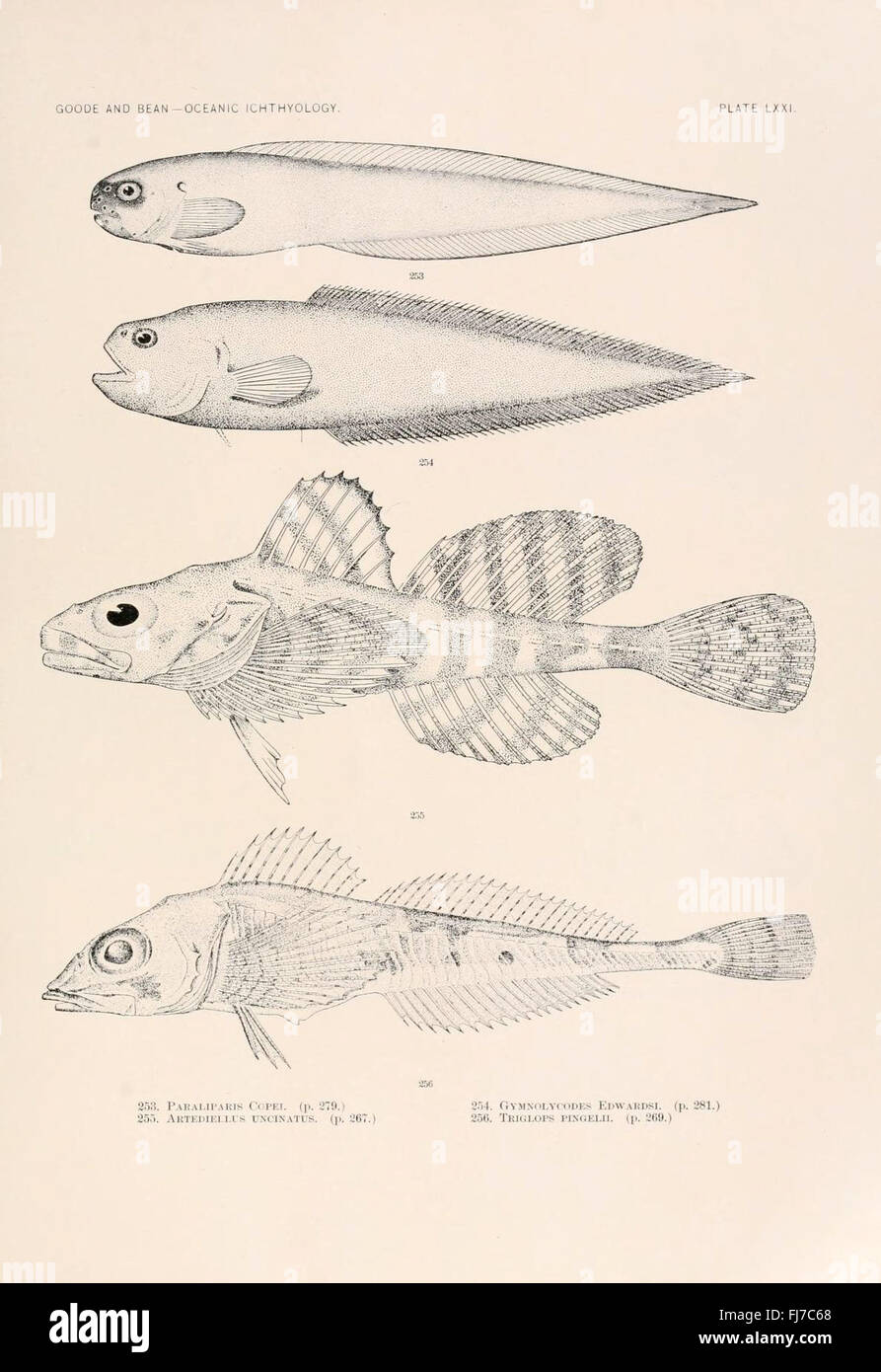 This ichthyological study explores deep-sea fish species of the ...