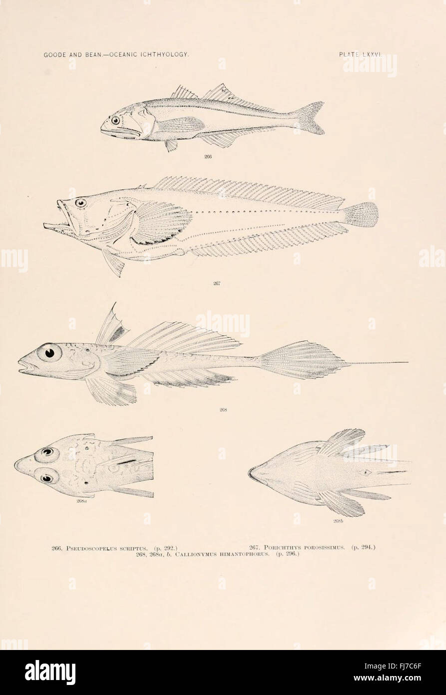Oceanic Ichthyology, a scientific study of deep-sea fish in the ...