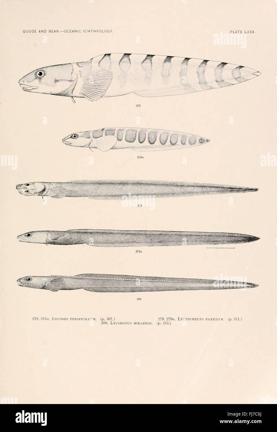 A marine biology reference focusing on deep-sea fish species of the ...