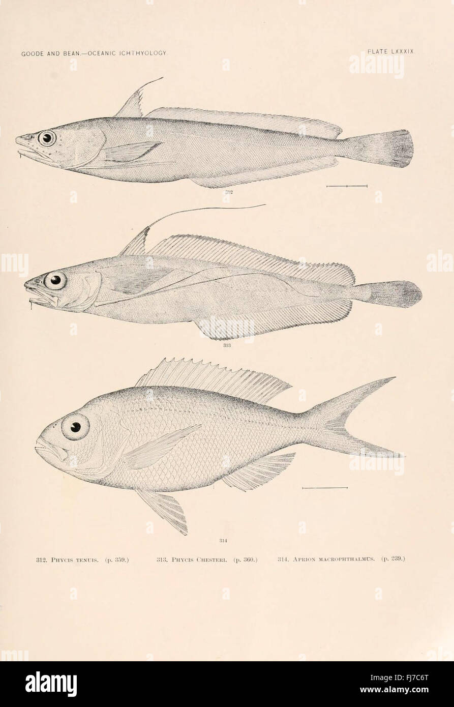 Atlantic ocean marine animals deep sea fishes pelagic fishes hi-res ...