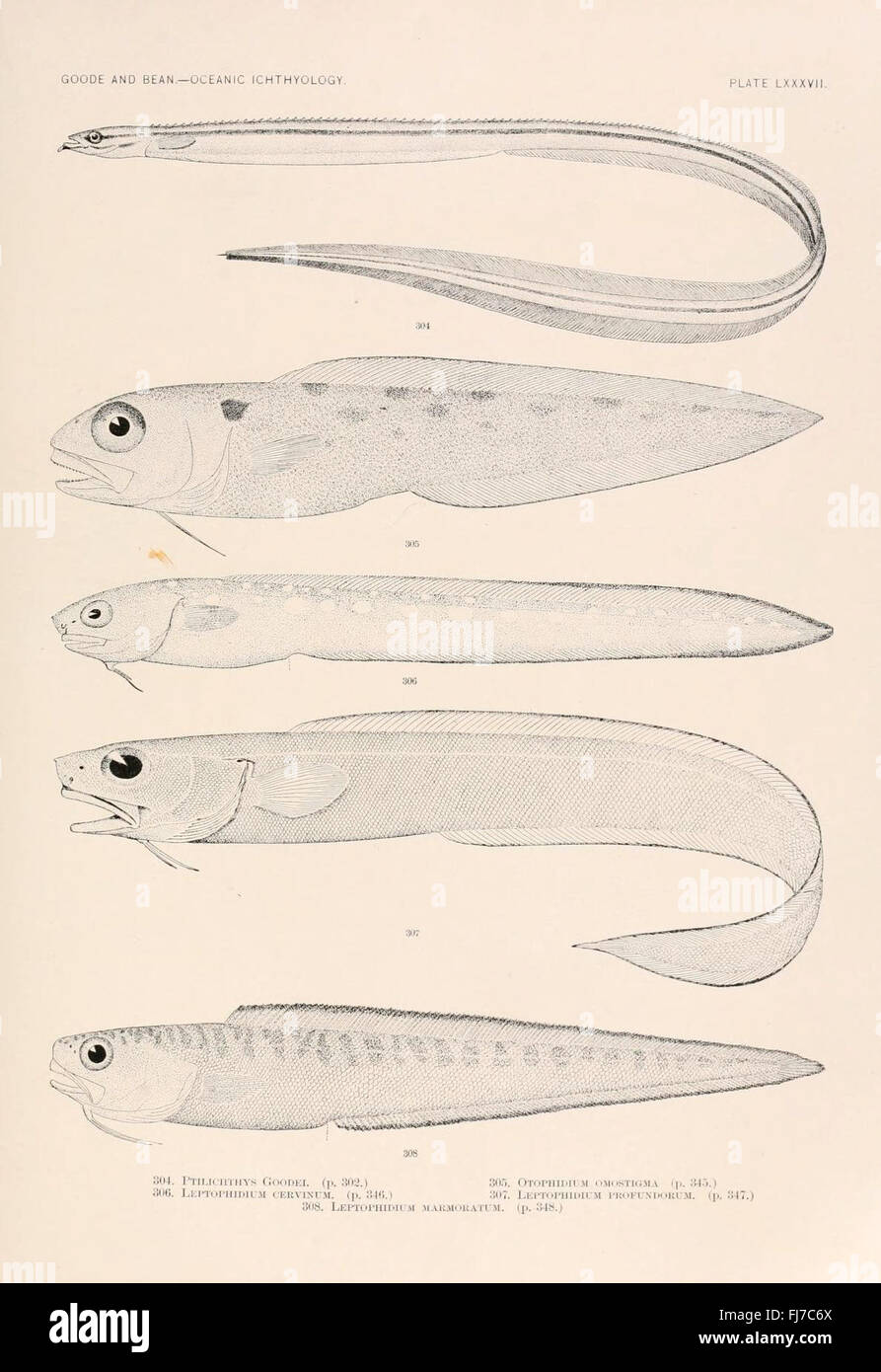 Diversity of marine life forms hi-res stock photography and images - Alamy