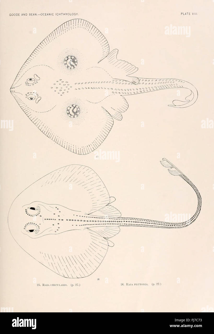 Oceanic ichthyology (Plate VIII Stock Photo - Alamy