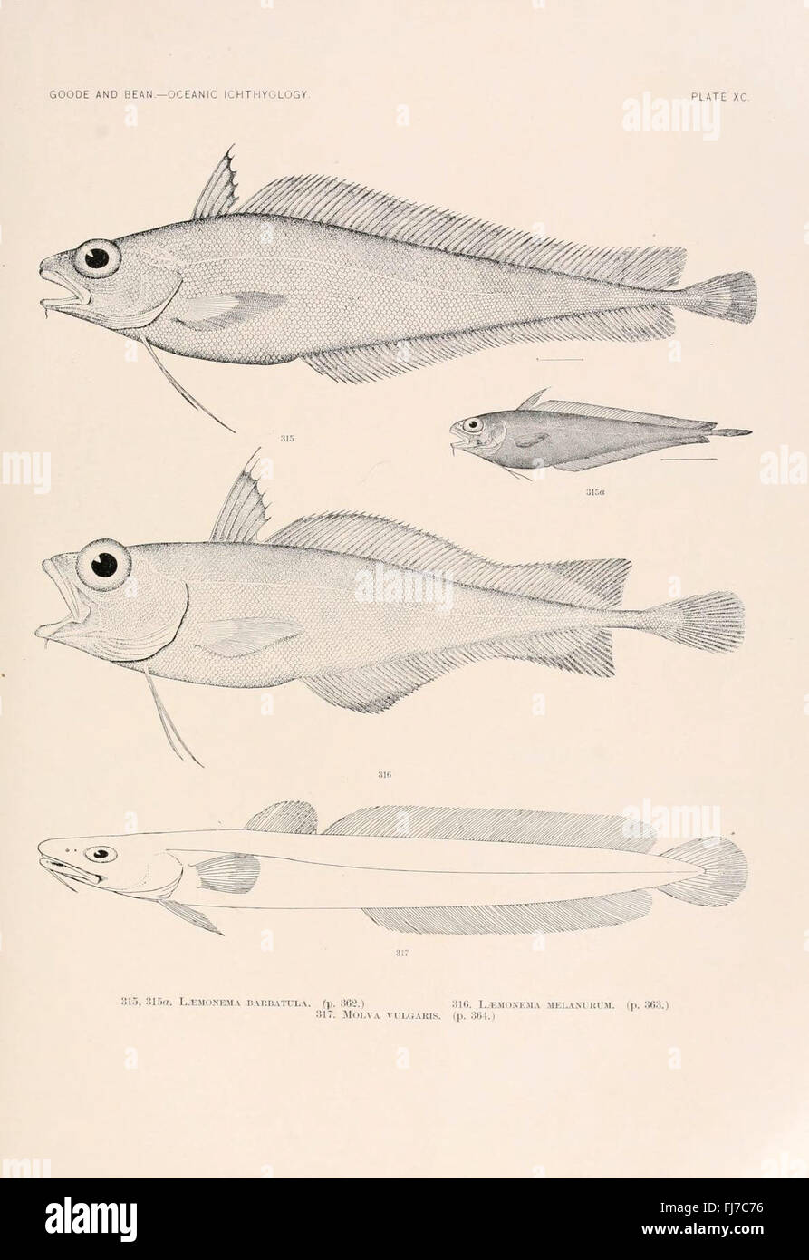 Atlantic ocean fish species hi-res stock photography and images - Alamy