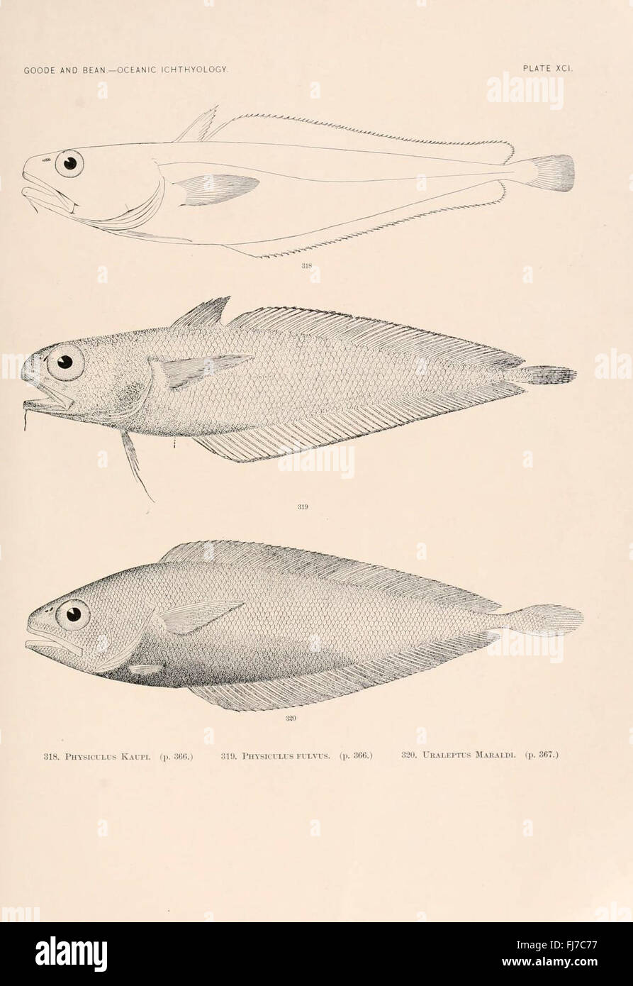 An exploration of deep-sea fish species from the Atlantic Ocean ...