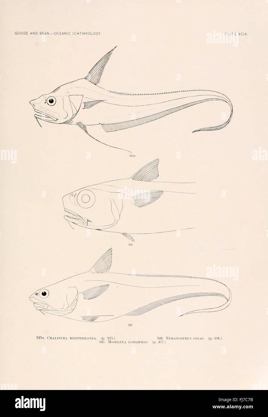 Plate xcix hi-res stock photography and images - Alamy