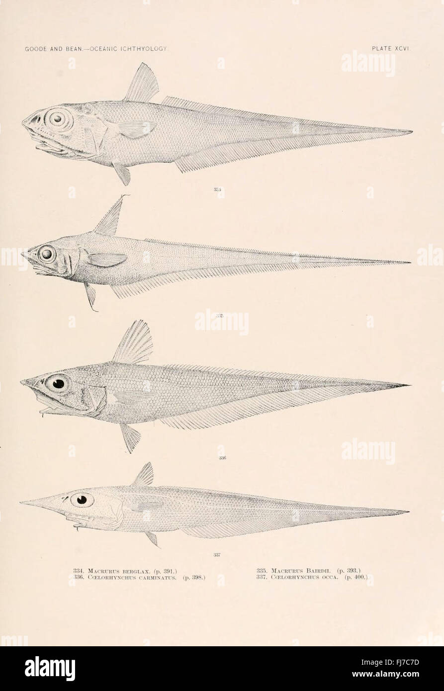 Ernst mayr library ichthyology hi-res stock photography and images - Alamy