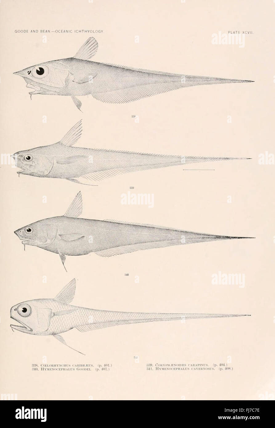 An illustrated study of deep-sea fish species from the Atlantic Ocean ...