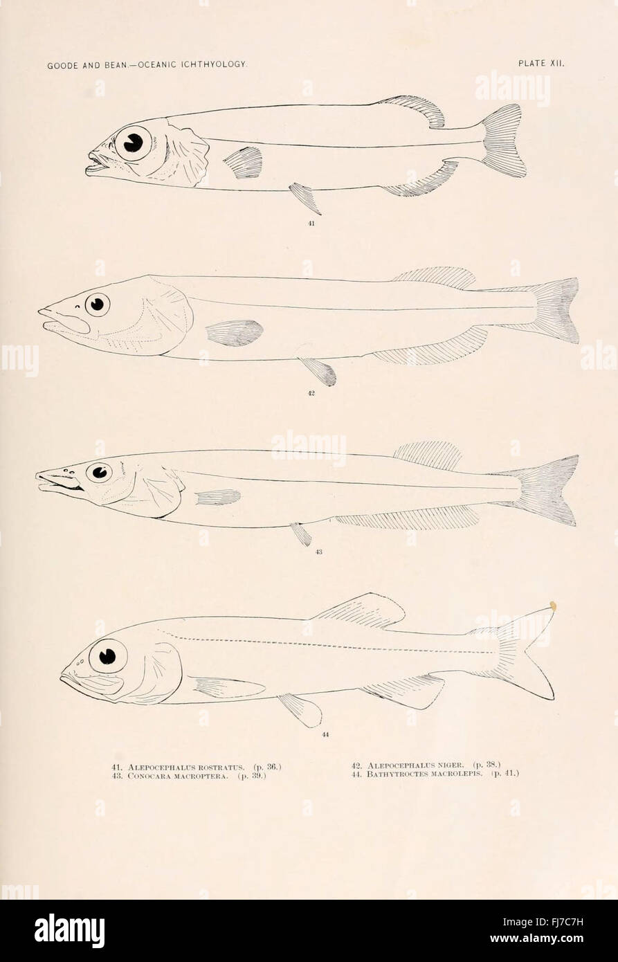 Ichthyology identification hi-res stock photography and images - Alamy