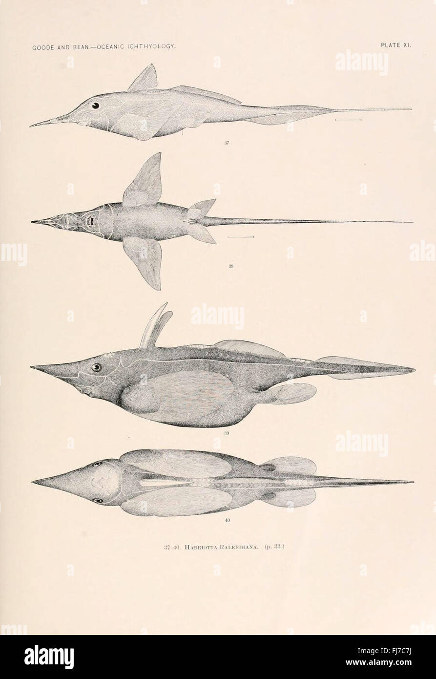 Oceanic Ichthyology, Deep-Sea Fish Illustrations, Plate XI Stock Photo ...