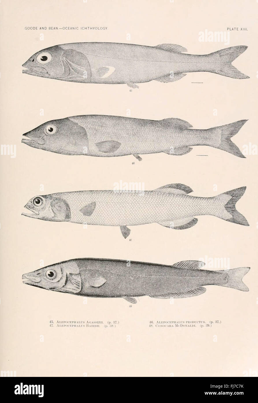 An illustrated study of deep-sea fishes from the Atlantic Ocean Stock ...