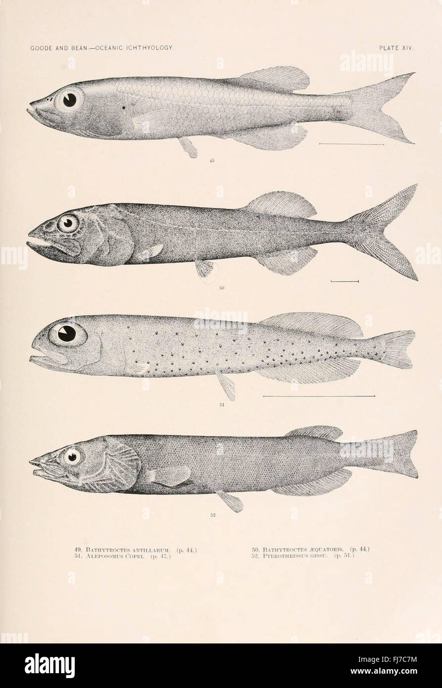 Ernst mayr library ichthyology hi-res stock photography and images - Alamy