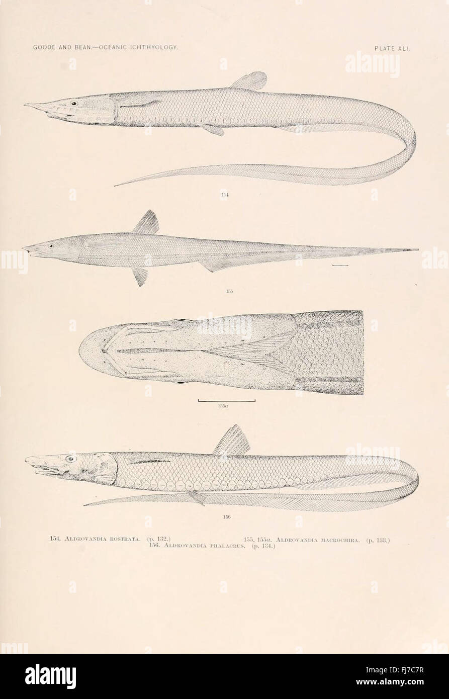 Oceanic ichthyology (Plate XLI), Atlantic Ocean, Deep-sea fishes, Ernst ...