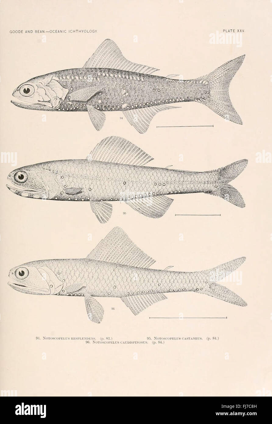 A detailed study of deep-sea fishes from the Atlantic Ocean ...