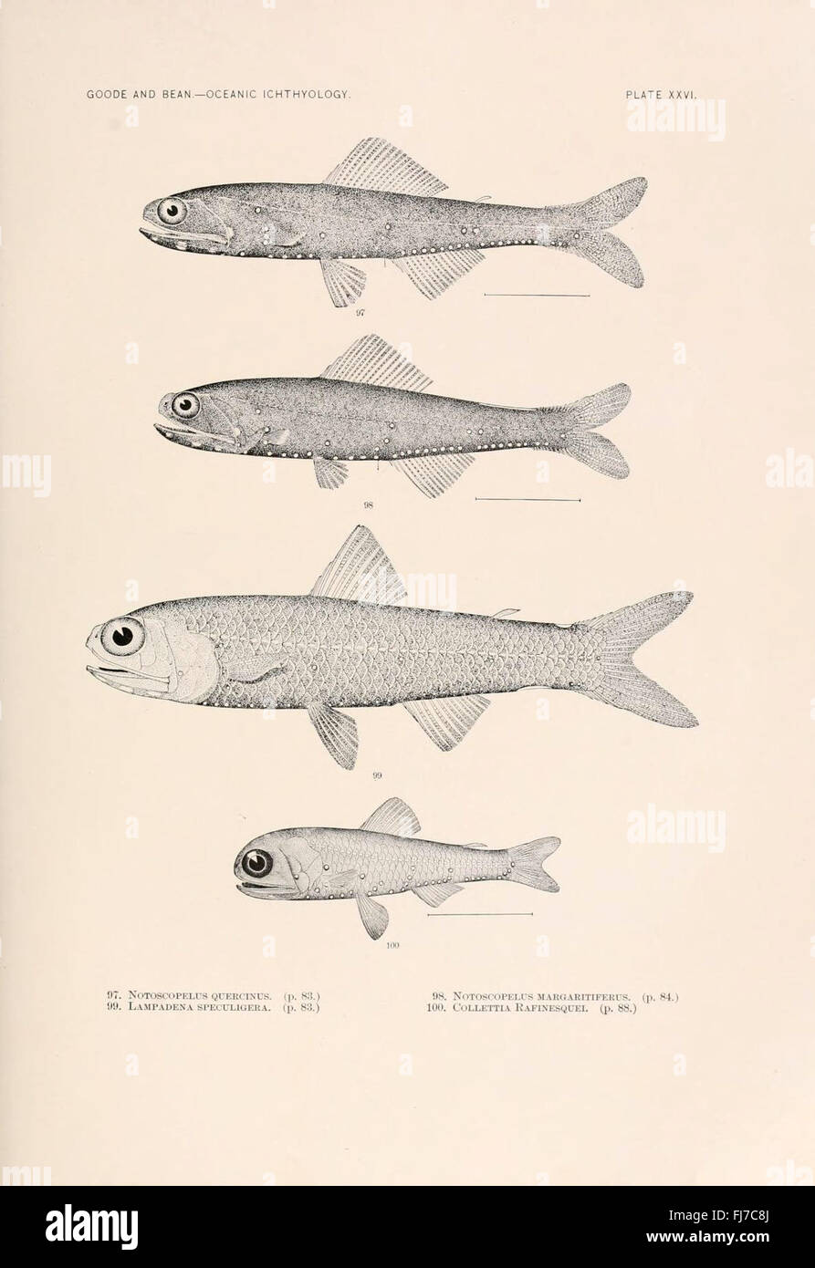 An in-depth study of deep-sea fish species from the Atlantic Ocean ...