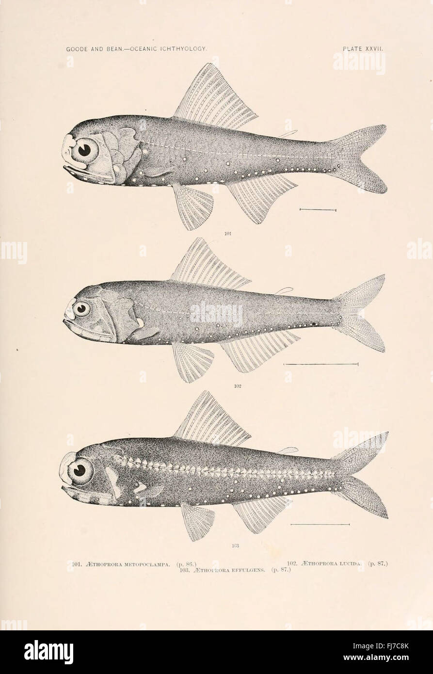 Atlantic ocean marine animals deep sea fishes pelagic fishes hi-res ...