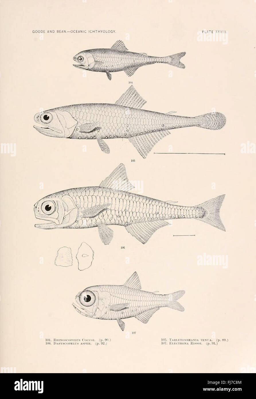Oceanic ichthyology, Atlantic Ocean, deep-sea fishes, marine biology ...