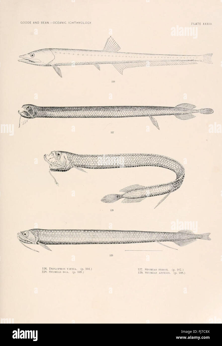 An exploration of deep-sea fish species, focusing on pelagic and marine ...