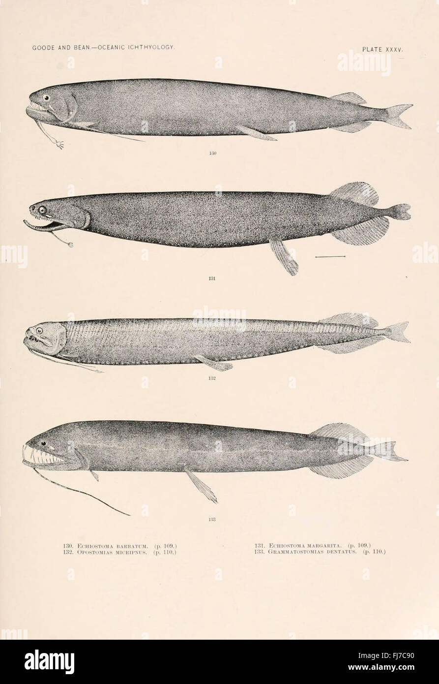 Ernst mayr library ichthyology hi-res stock photography and images - Alamy