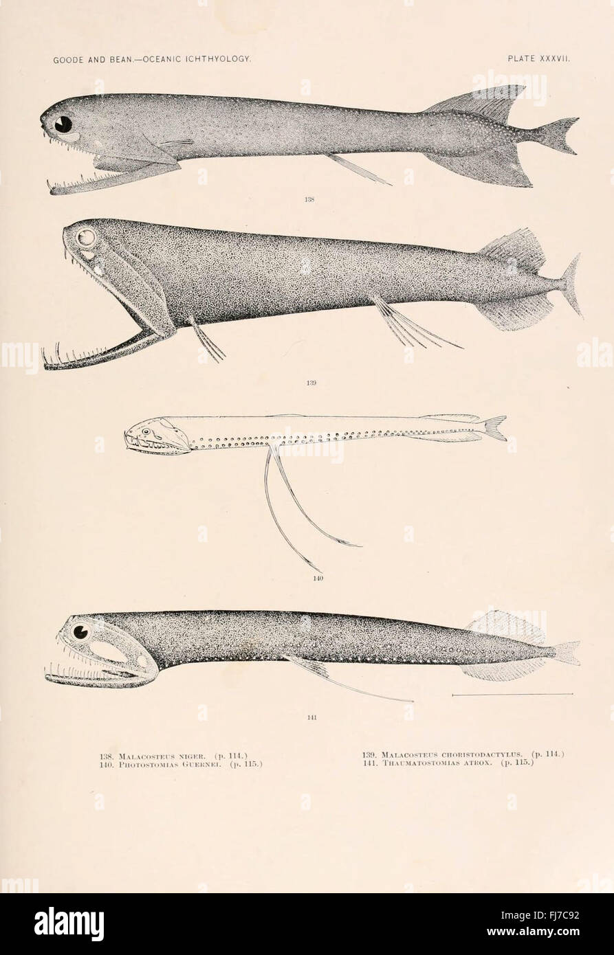 An illustration from *Oceanic Ichthyology*, showcasing deep-sea fish ...
