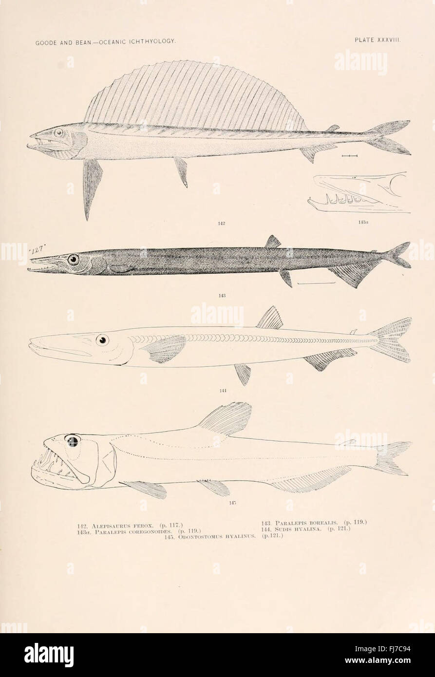 Oceanic Ichthyology (Plate 38), a scientific study of deep-sea and ...