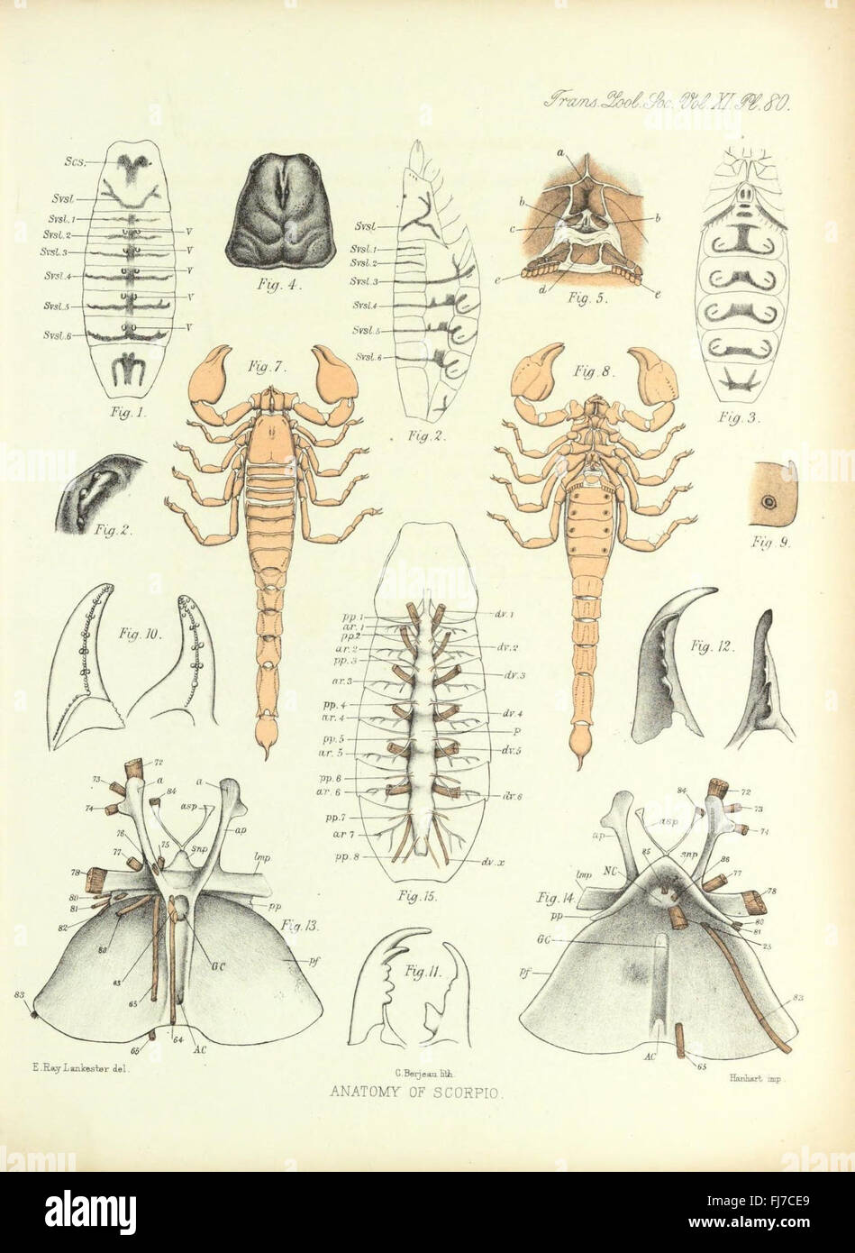 A scientific study on the muscular and skeletal systems of Limulus ...