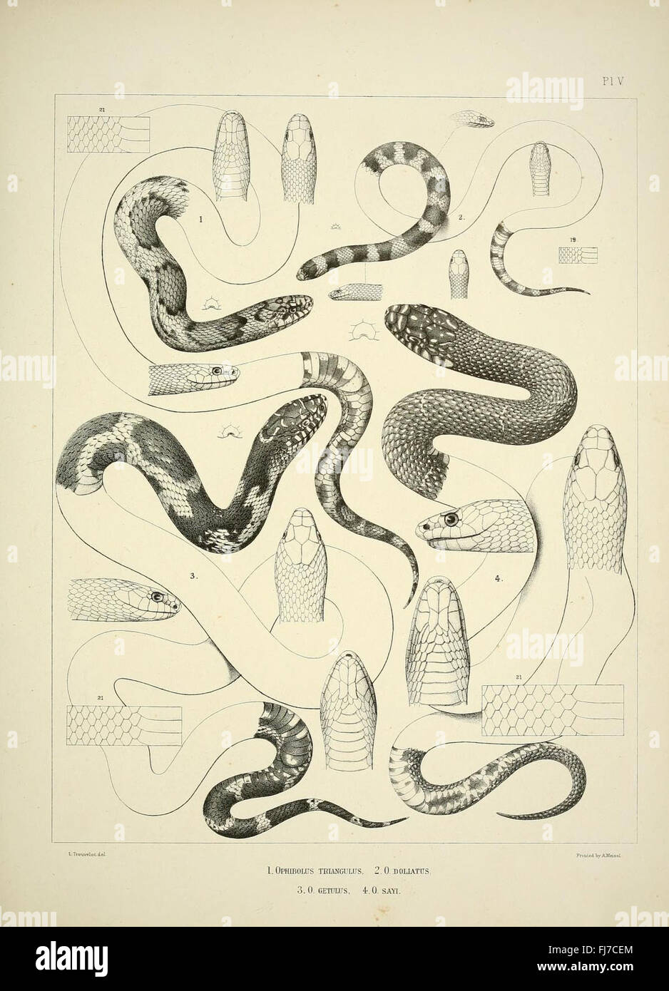 A study of reptiles and amphibians in North America, with a focus on ...