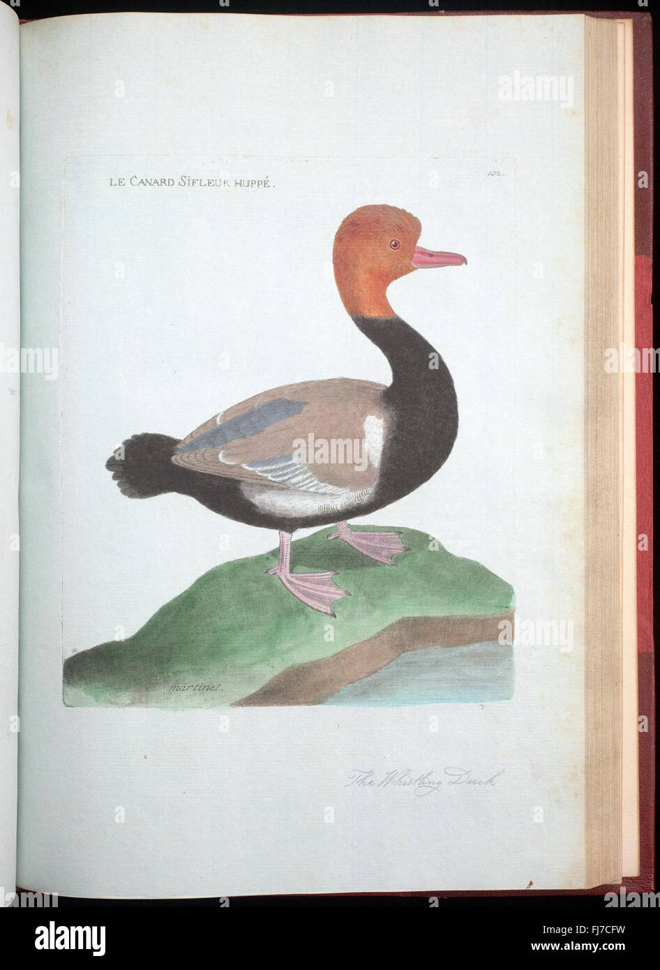 A detailed ornithological study focusing on bird species Stock Photo ...