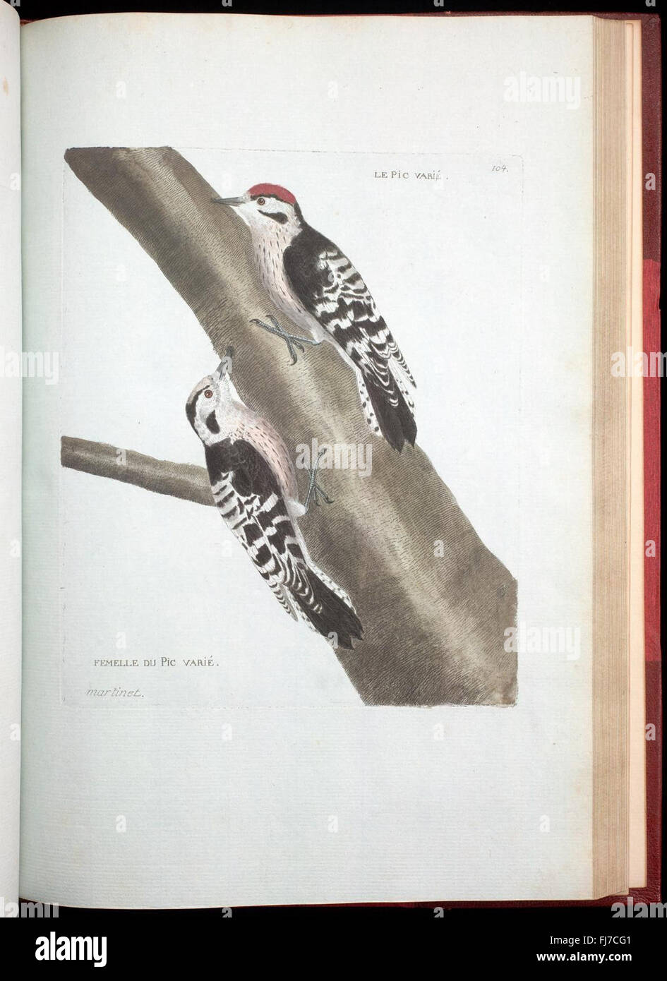 A detailed ornithological study, showcasing bird species and their ...